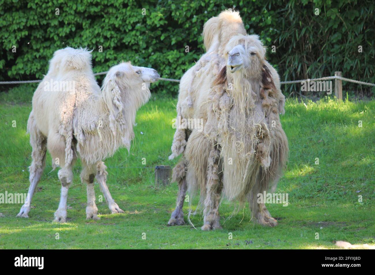 Camel feet toes hi-res stock photography and images - Alamy