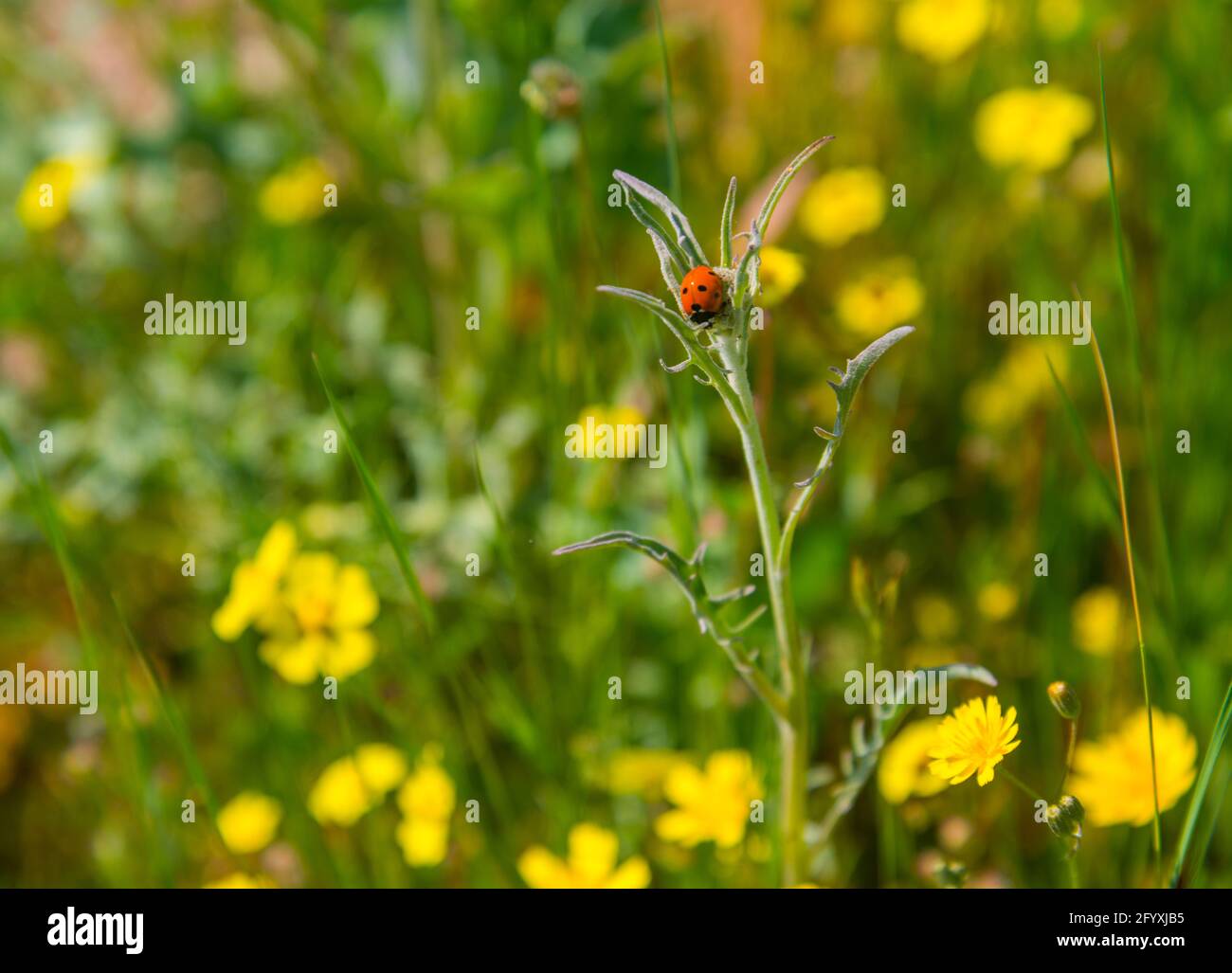 Ladybug on plant Stock Photo - Alamy