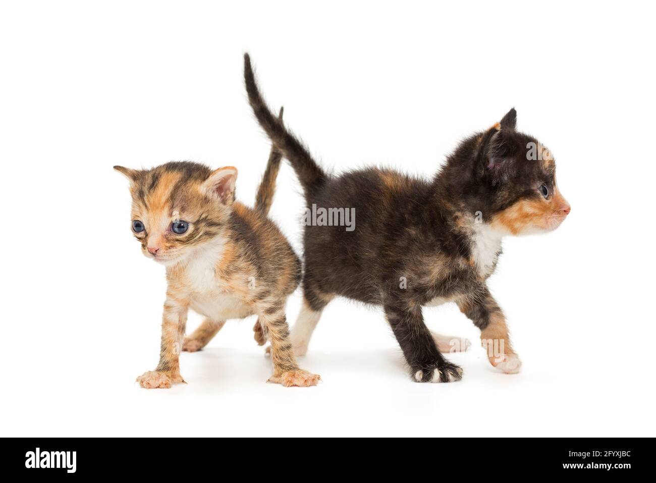 Two funny kittens in fancy colors, isolated on a white background Stock ...