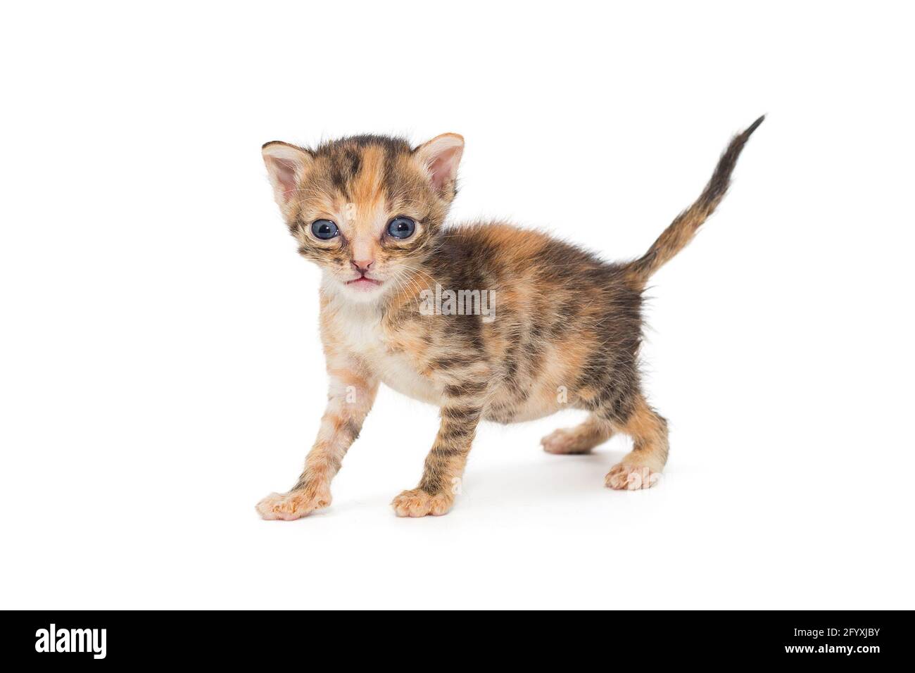 Small kitten of fancy colors, isolated on a white background. Age one ...