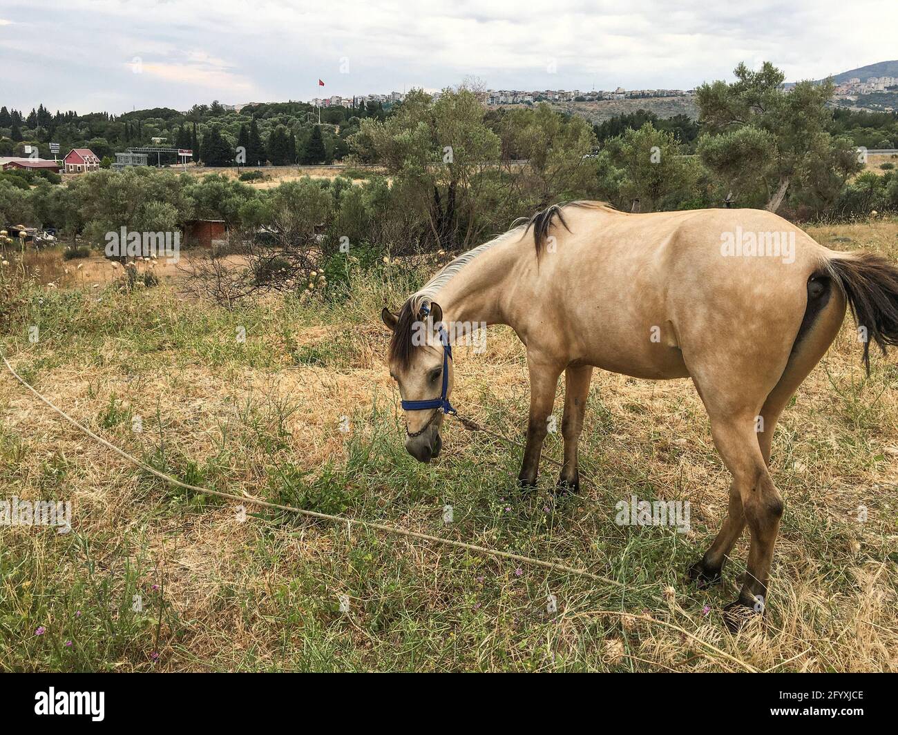 Bornova hi-res stock photography and images - Alamy