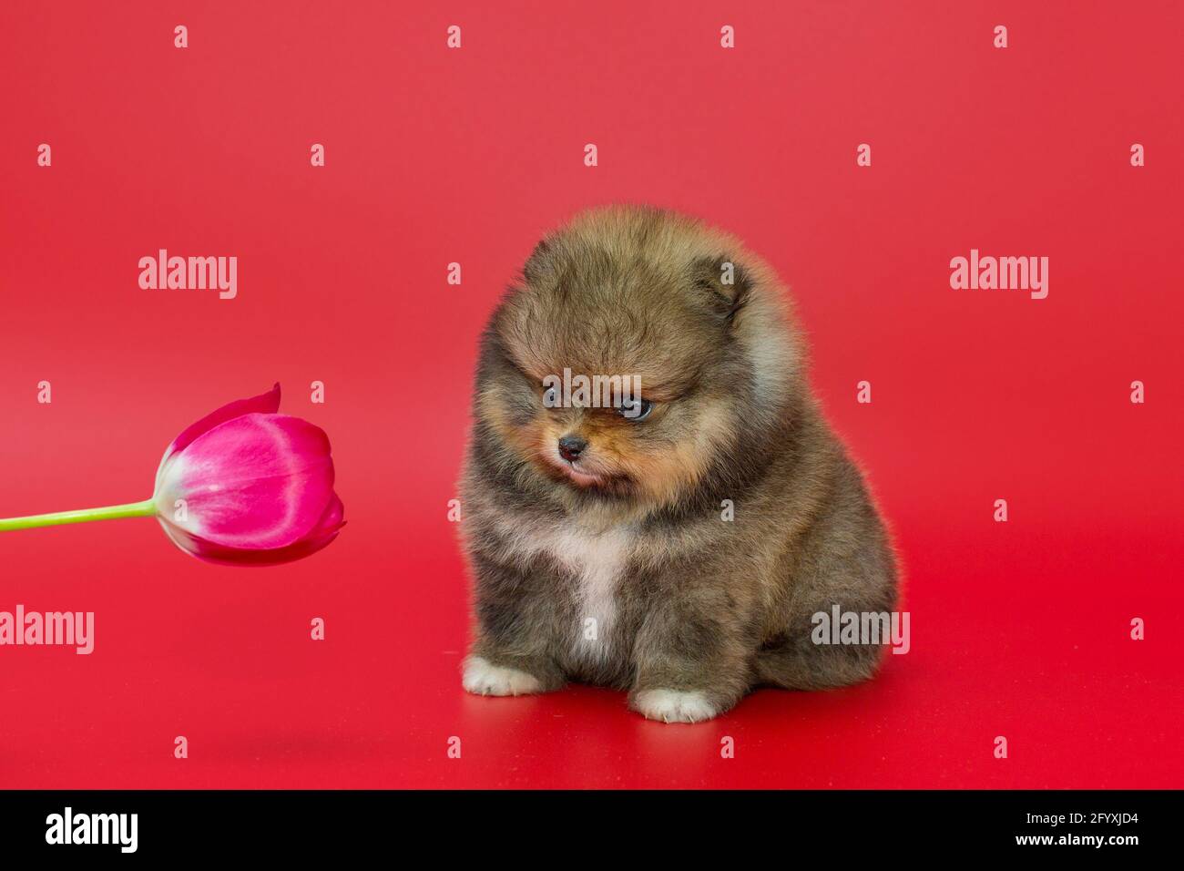 Small pomeranian puppy and a tulip flower on a red background Stock ...