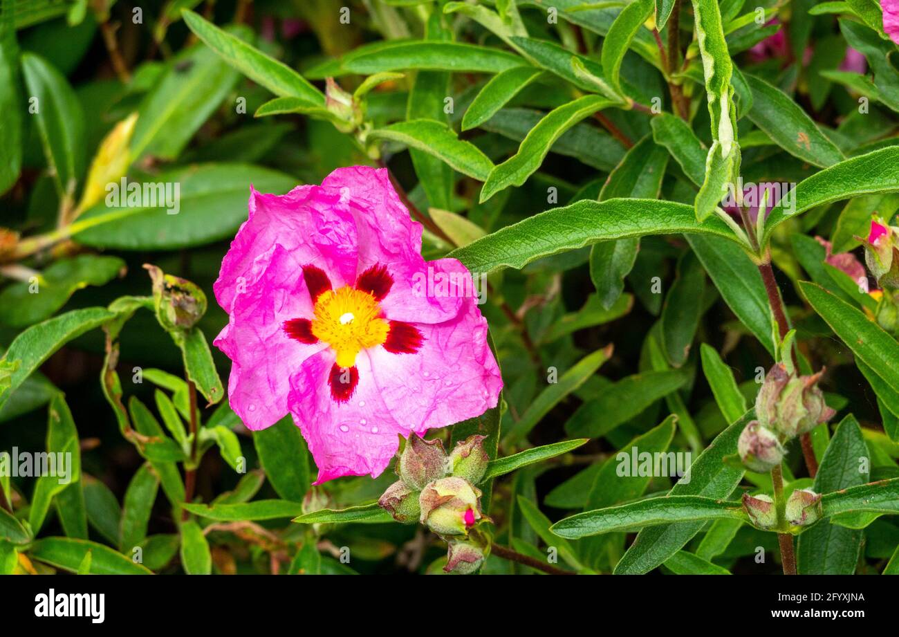 Rose cistus hi-res stock photography and images - Alamy