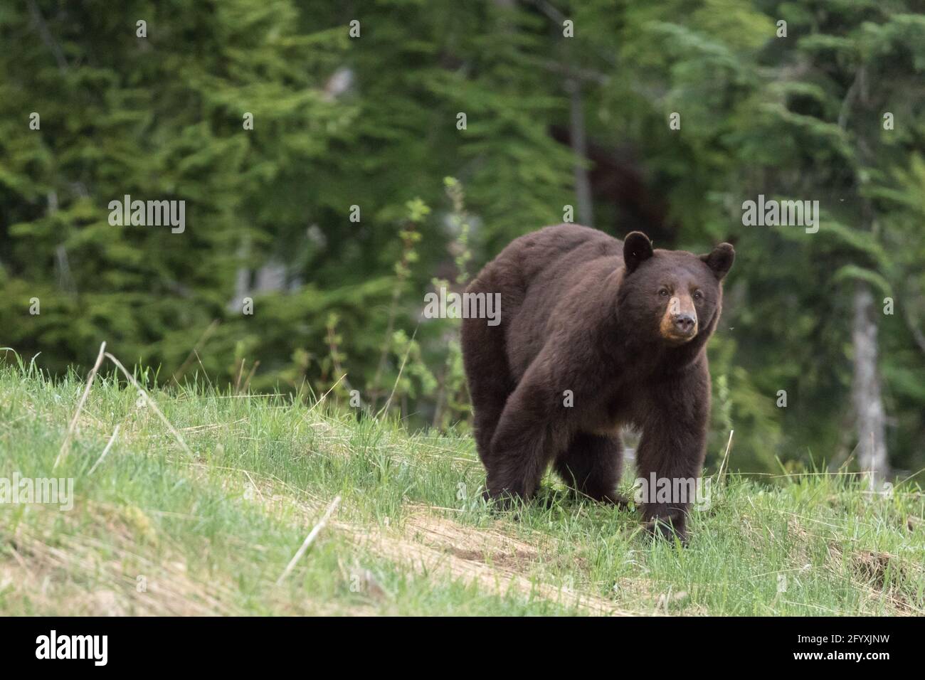Canadian Bear High Resolution Stock Photography and Images - Alamy