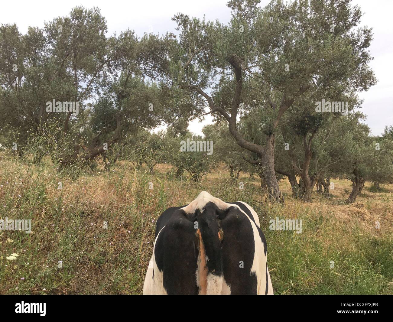 Izmir, Izmir, Turkey. 30th May, 2021. Turkish village life images from ...
