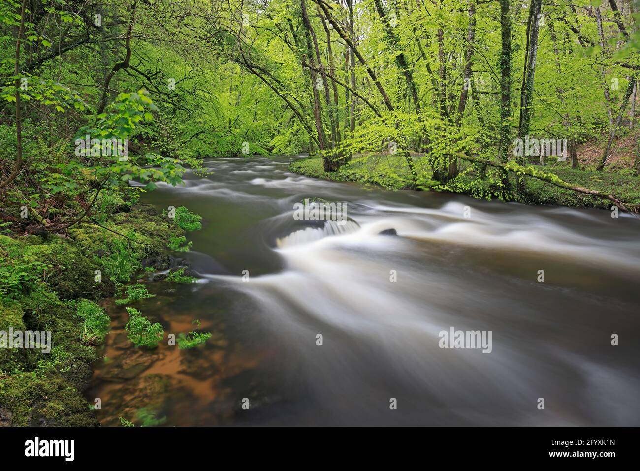The River Teign in spring near Fingles Bridge Dartmoor UK Stock Photo ...