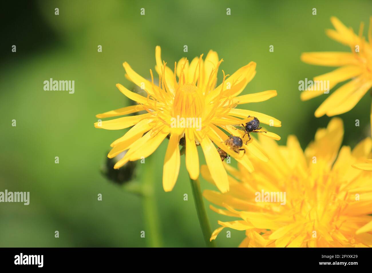 Dandelion in citypark Staddijk in Nijmegen, the Netherlands Stock Photo ...