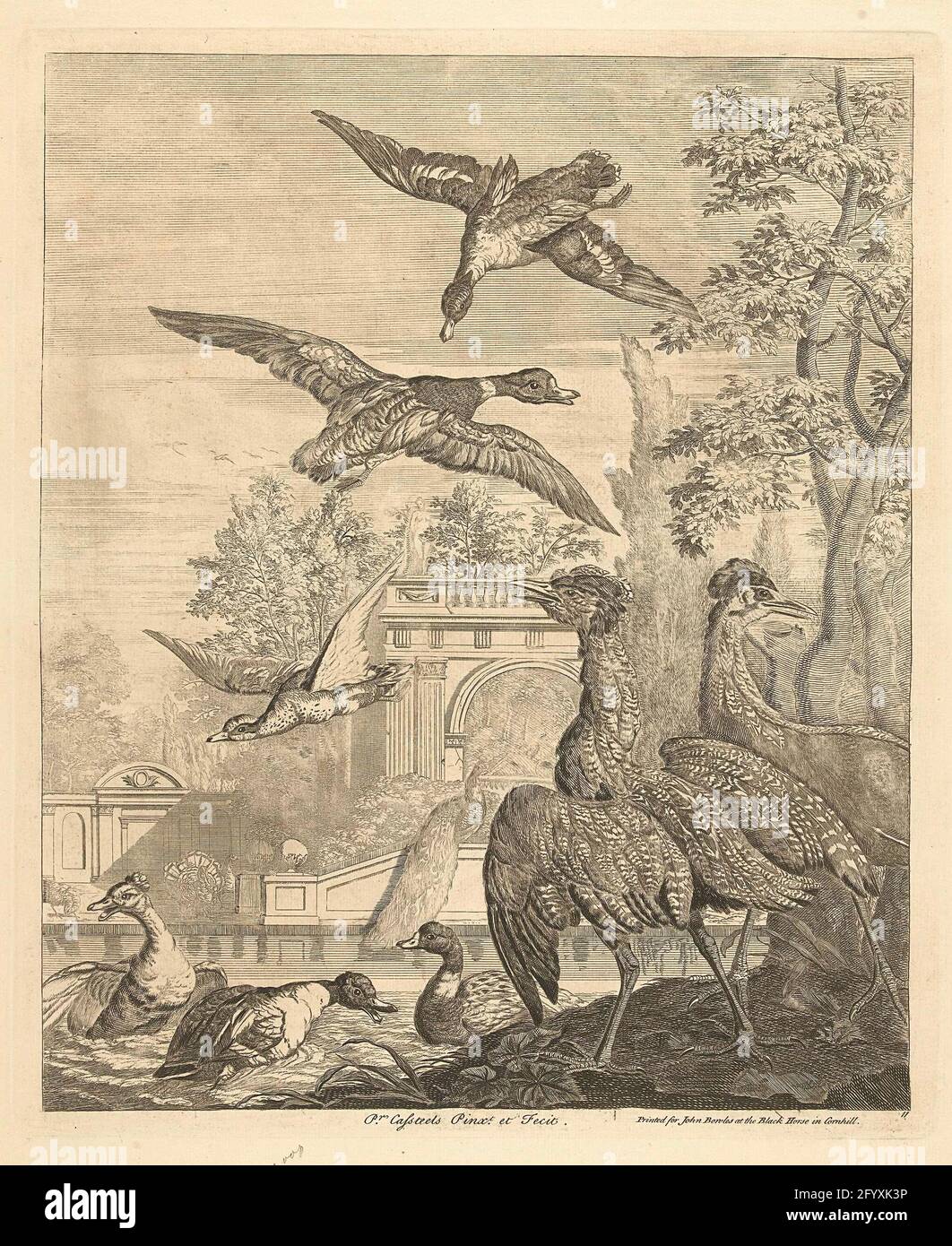 Ducks and herons at a bird pond; Different birds Stock Photo - Alamy