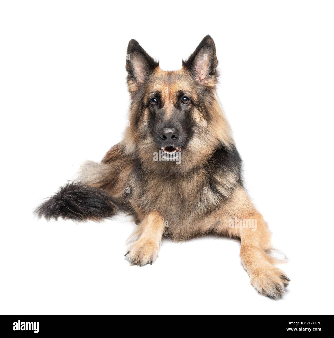 White background german shepherd Cut Out Stock Images & Pictures - Alamy