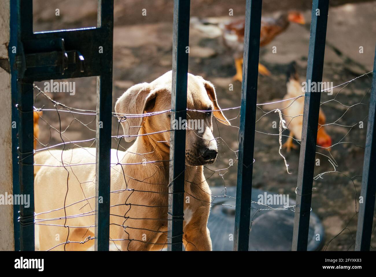 Dog trying to escape from home Stock Photo - Alamy