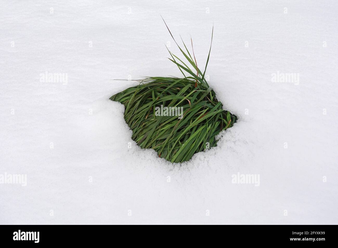 Green grass under melted snow. Winter turns to spring Stock Photo - Alamy