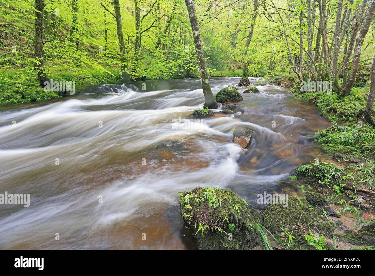 The River Teign in spring near Fingles Bridge Dartmoor UK Stock Photo ...