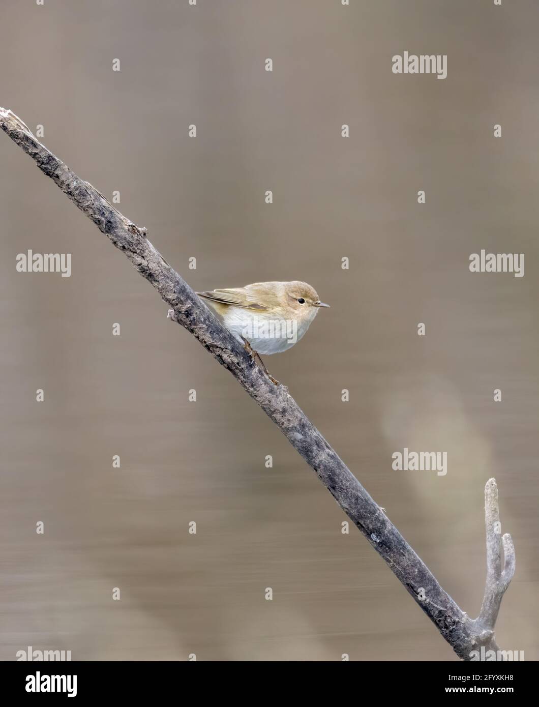 bird, natur, wild lebende tiere, tier, spatz, schnabel, wild, feather ...