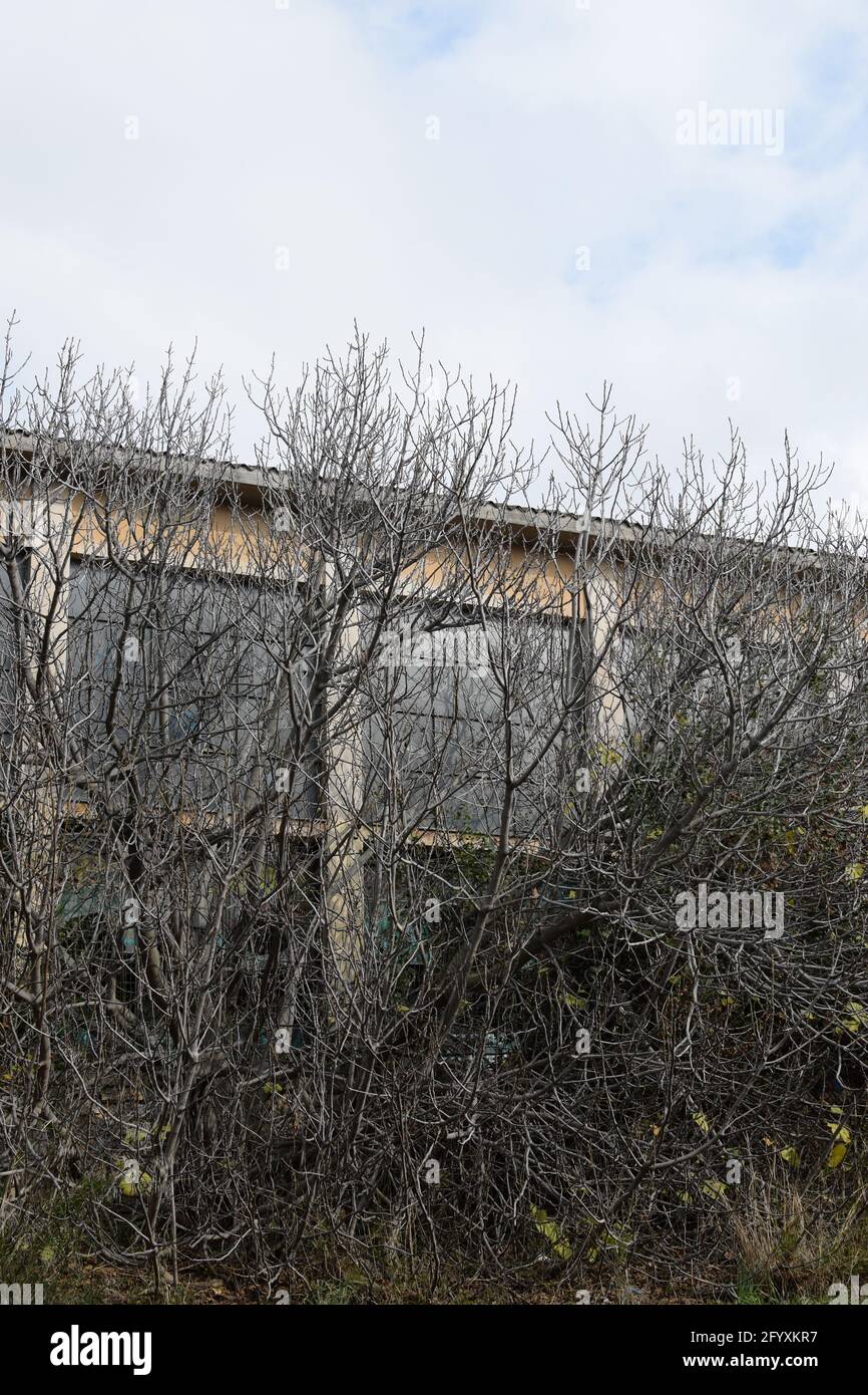 Overgrown plants building hi-res stock photography and images - Alamy