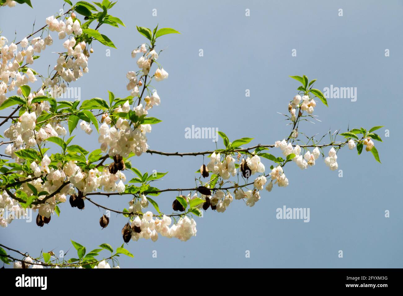 Tree with silver leaves hi-res stock photography and images - Alamy