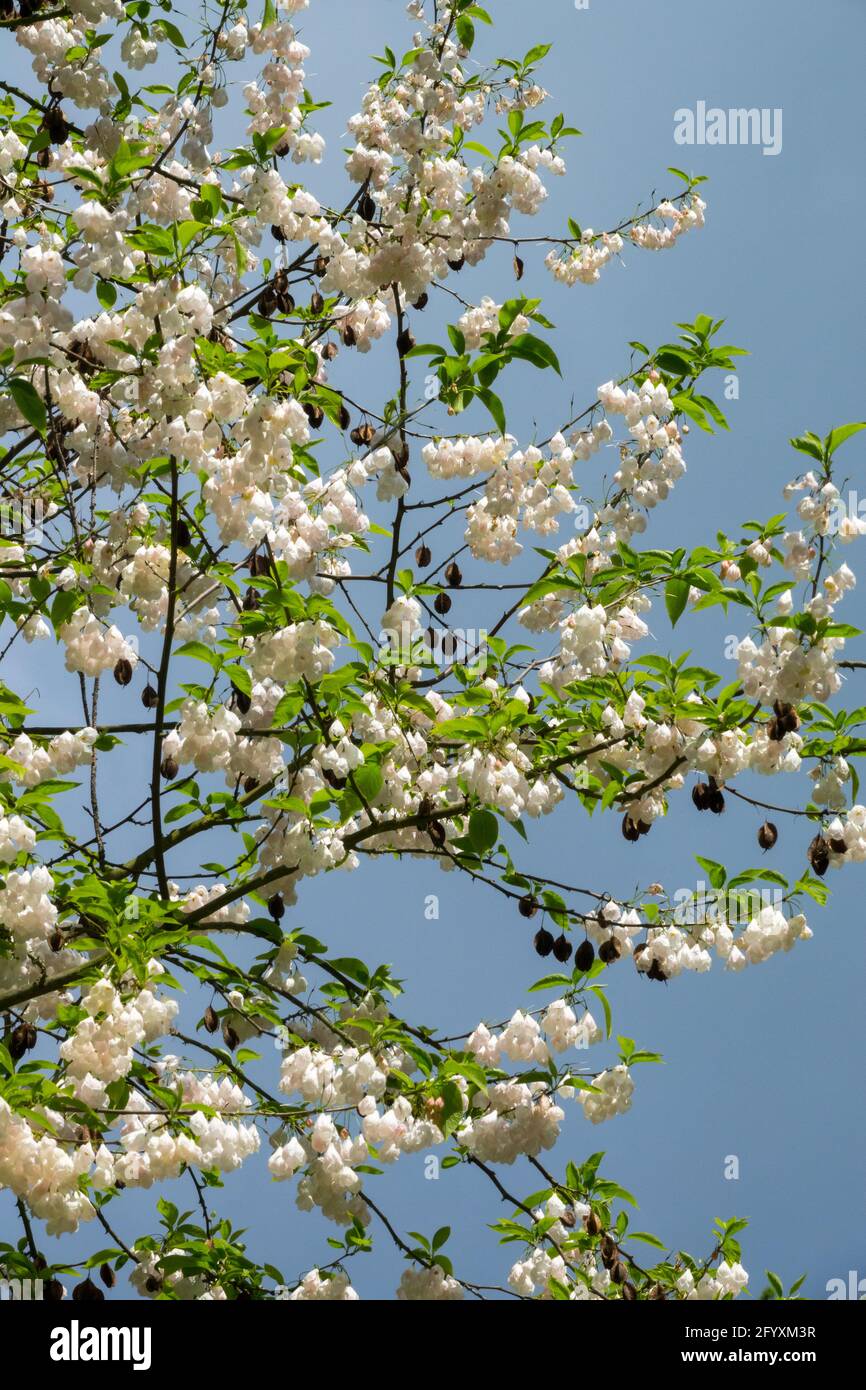 Carolina silverbell halesia carolina hi-res stock photography and ...