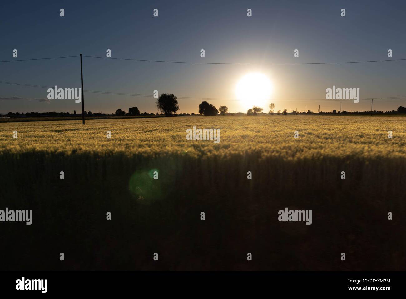 Italian cultivation field of wheat ceral at sunset Stock Photo - Alamy