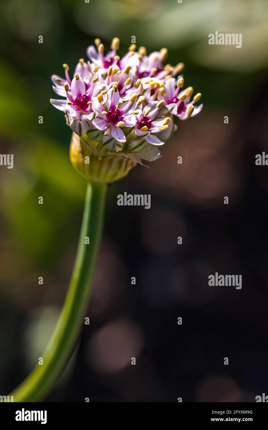 Allium 'Silver Spring' Stock Photo - Alamy