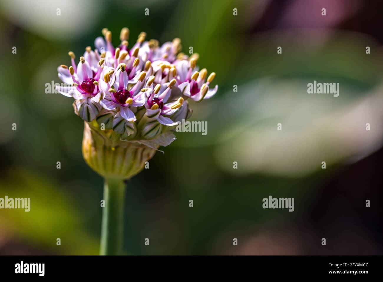 Allium 'Silver Spring' Stock Photo - Alamy