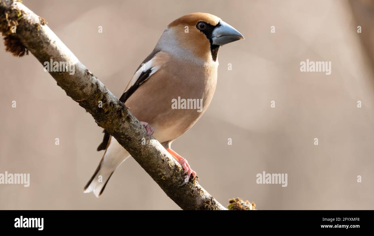 bird, natur, wild lebende tiere, tier, spatz, schnabel, wild, feather ...