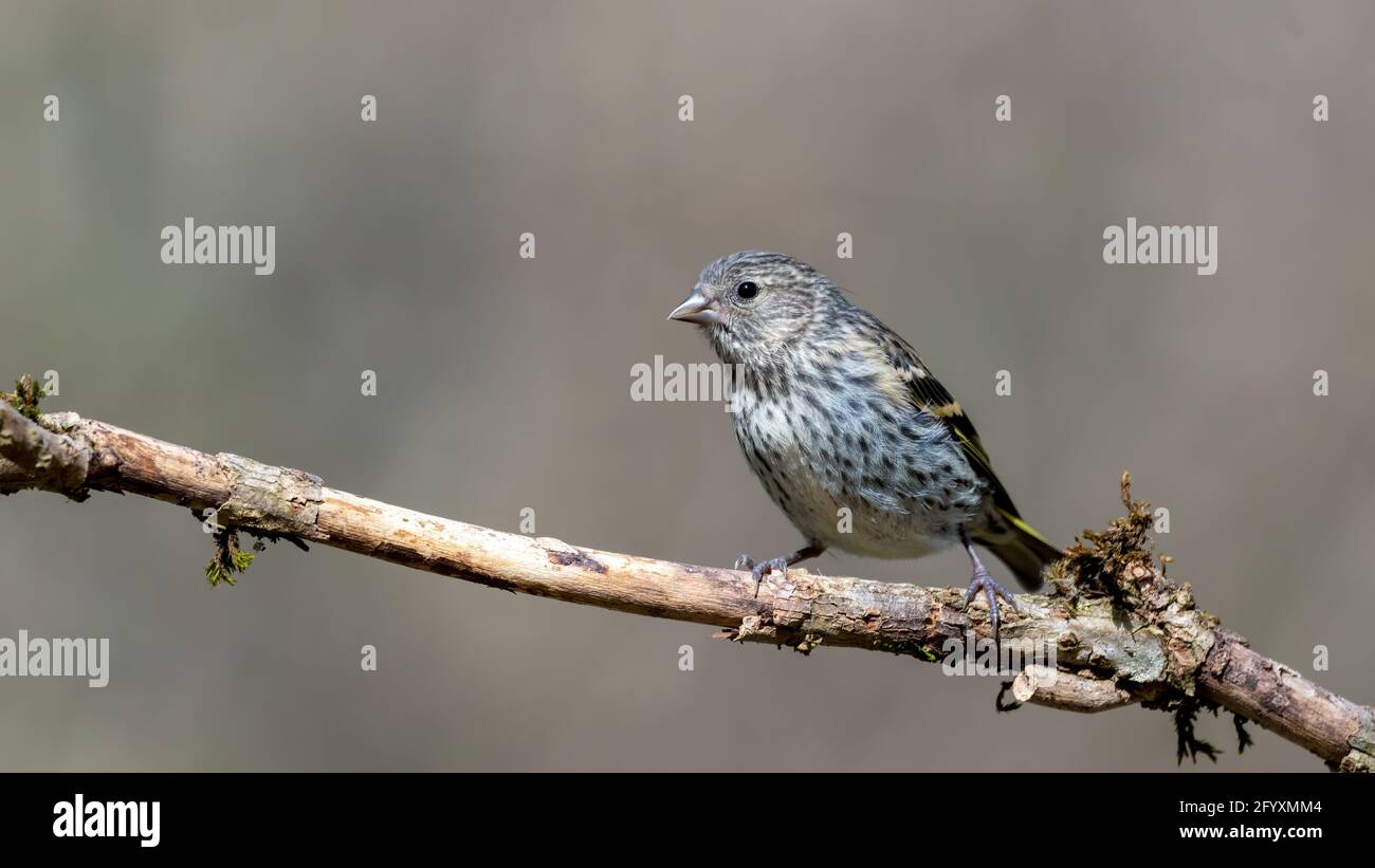 bird, natur, wild lebende tiere, tier, spatz, schnabel, wild, feather ...