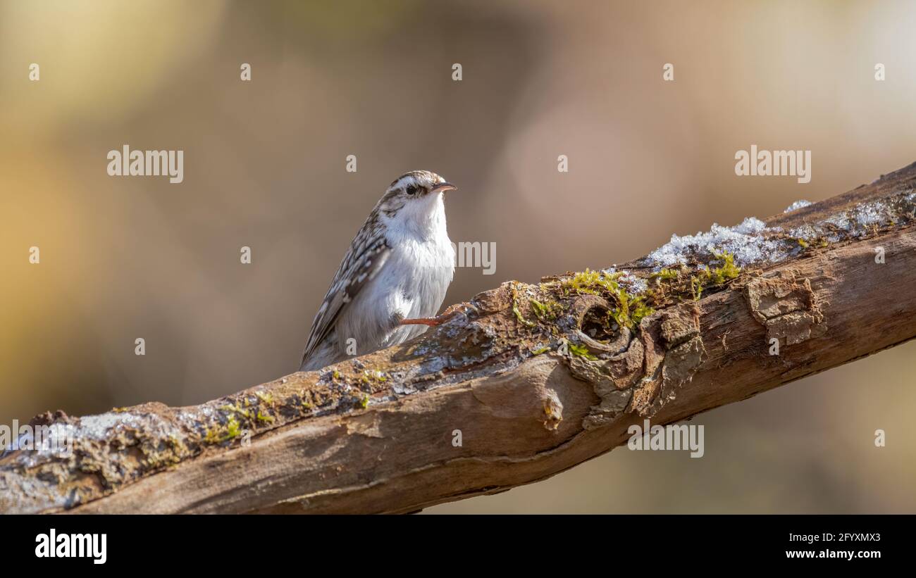 bird, natur, wild lebende tiere, tier, spatz, schnabel, wild, feather ...