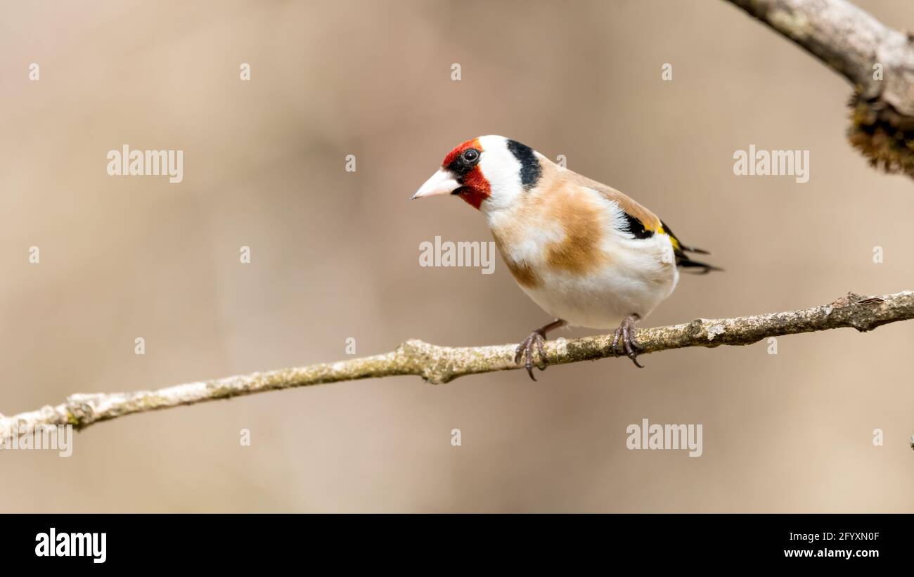 bird, natur, wild lebende tiere, tier, spatz, schnabel, wild, feather ...