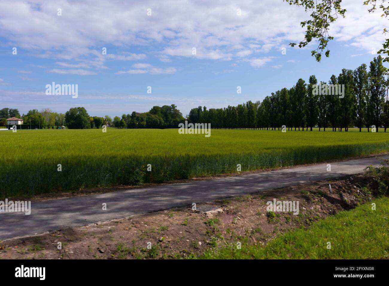 Rural road marked by trees in parallel rows in the middle of fields of ...