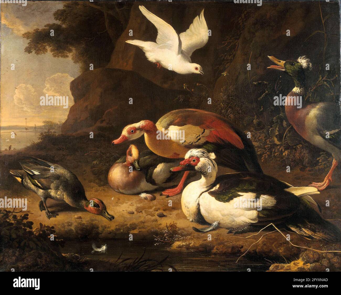 Ducks. From left to right there are a teal, smelt, hippo, musk duck and ...