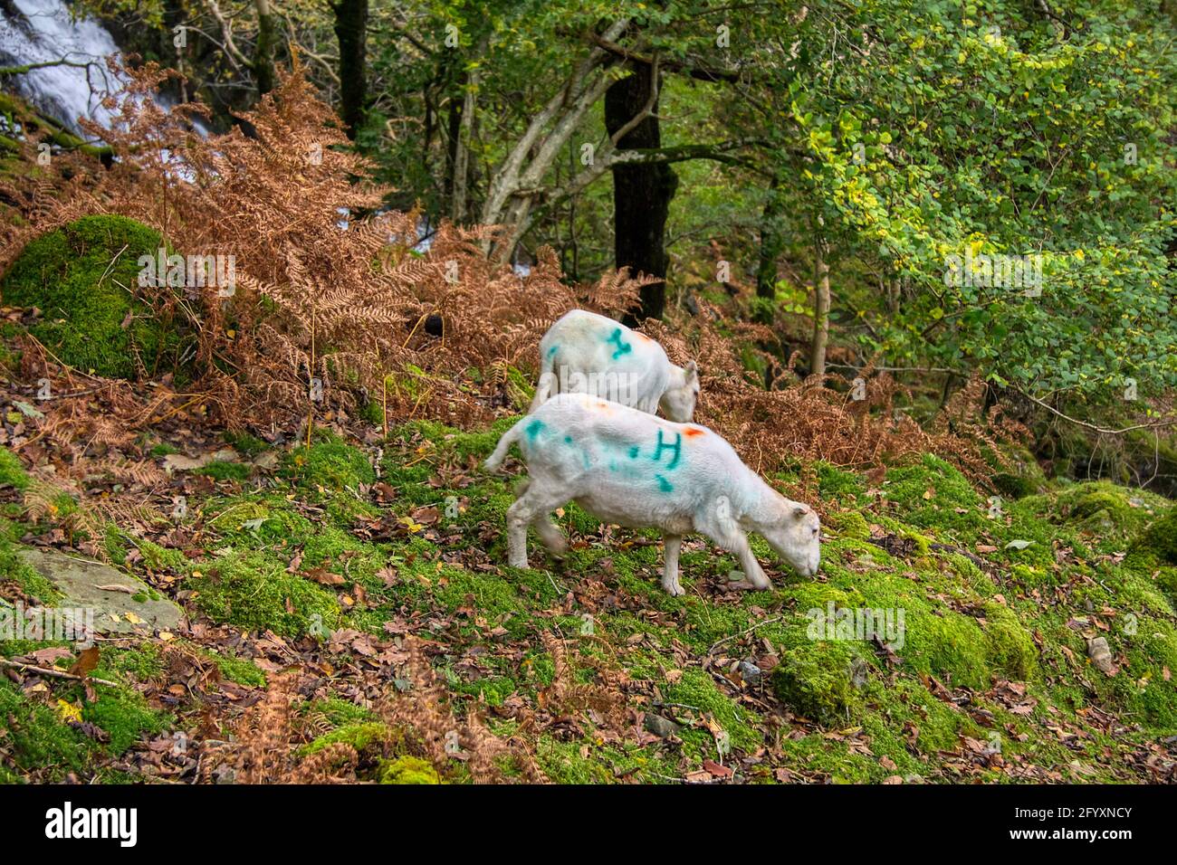 Happy Grazing, North Wales Stock Photo - Alamy