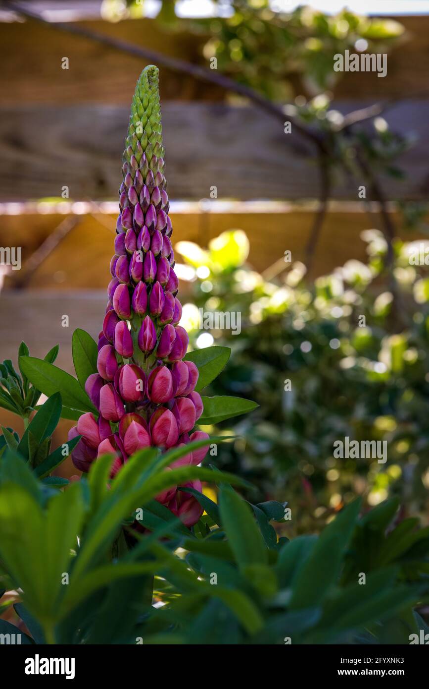 Legendary plants hi-res stock photography and images - Alamy
