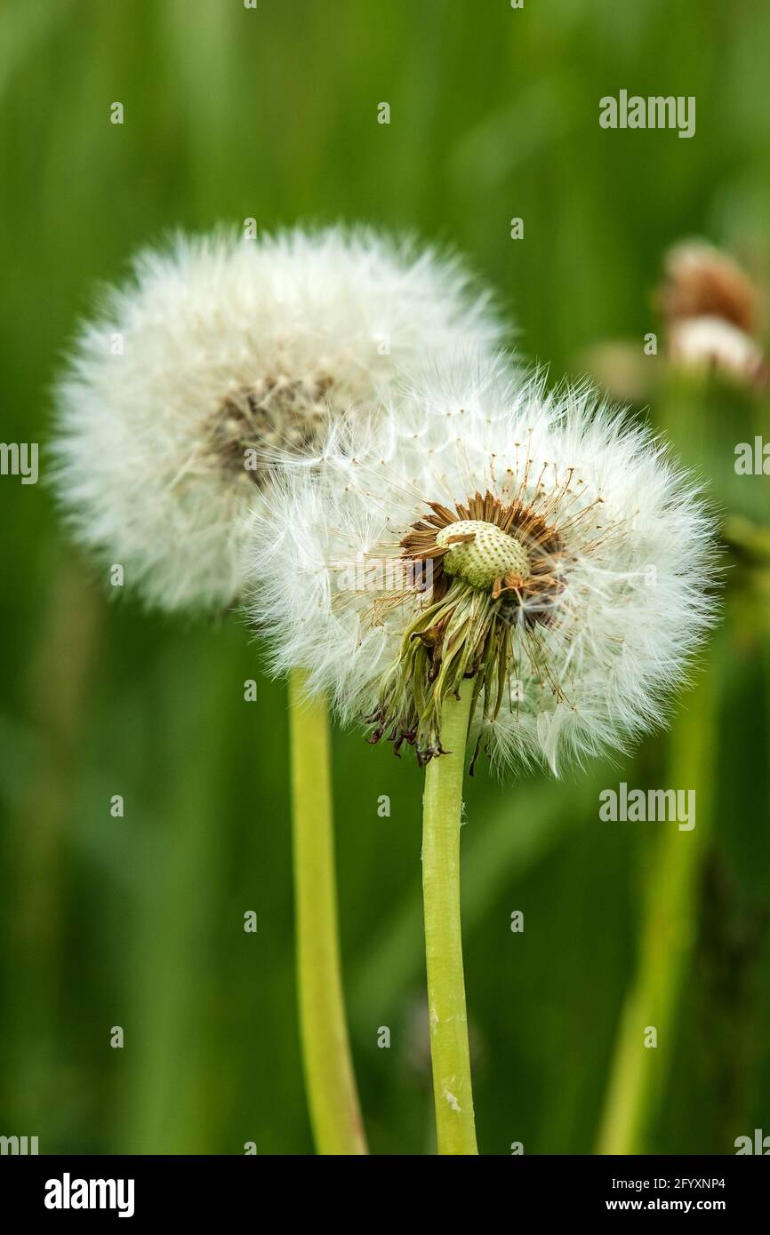 Withered Dandelions in the Meadow. Green spring meadow with dandelions ...