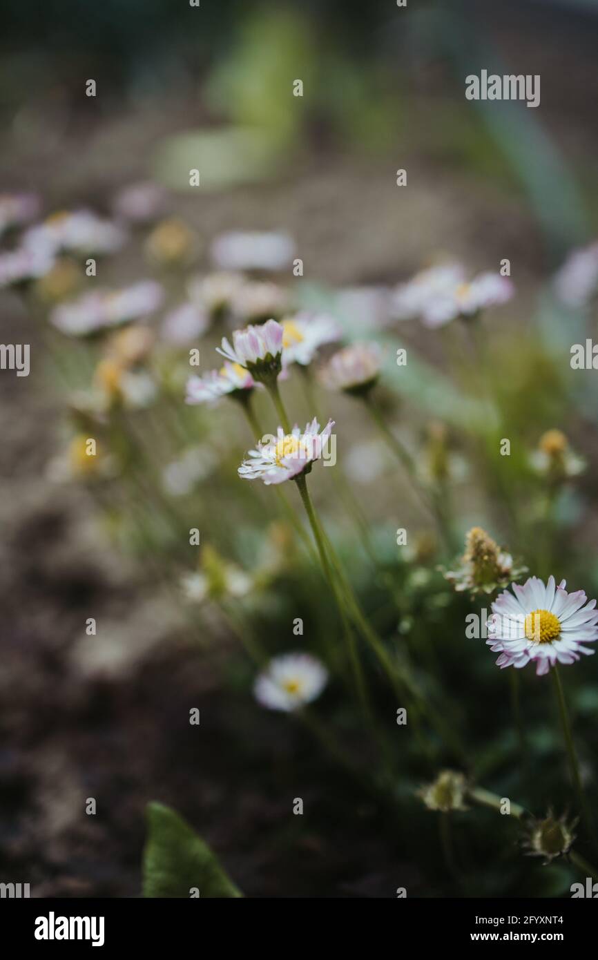 A vertical shot of beautiful common daisy flowers in a field Stock ...