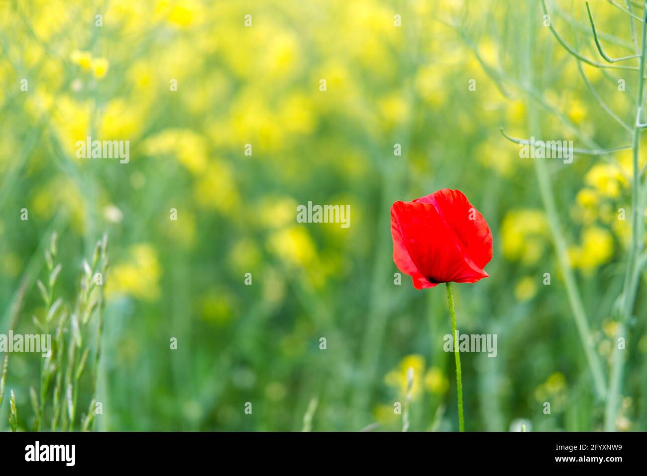 single red poppy against yellow canola background closeup Stock Photo ...