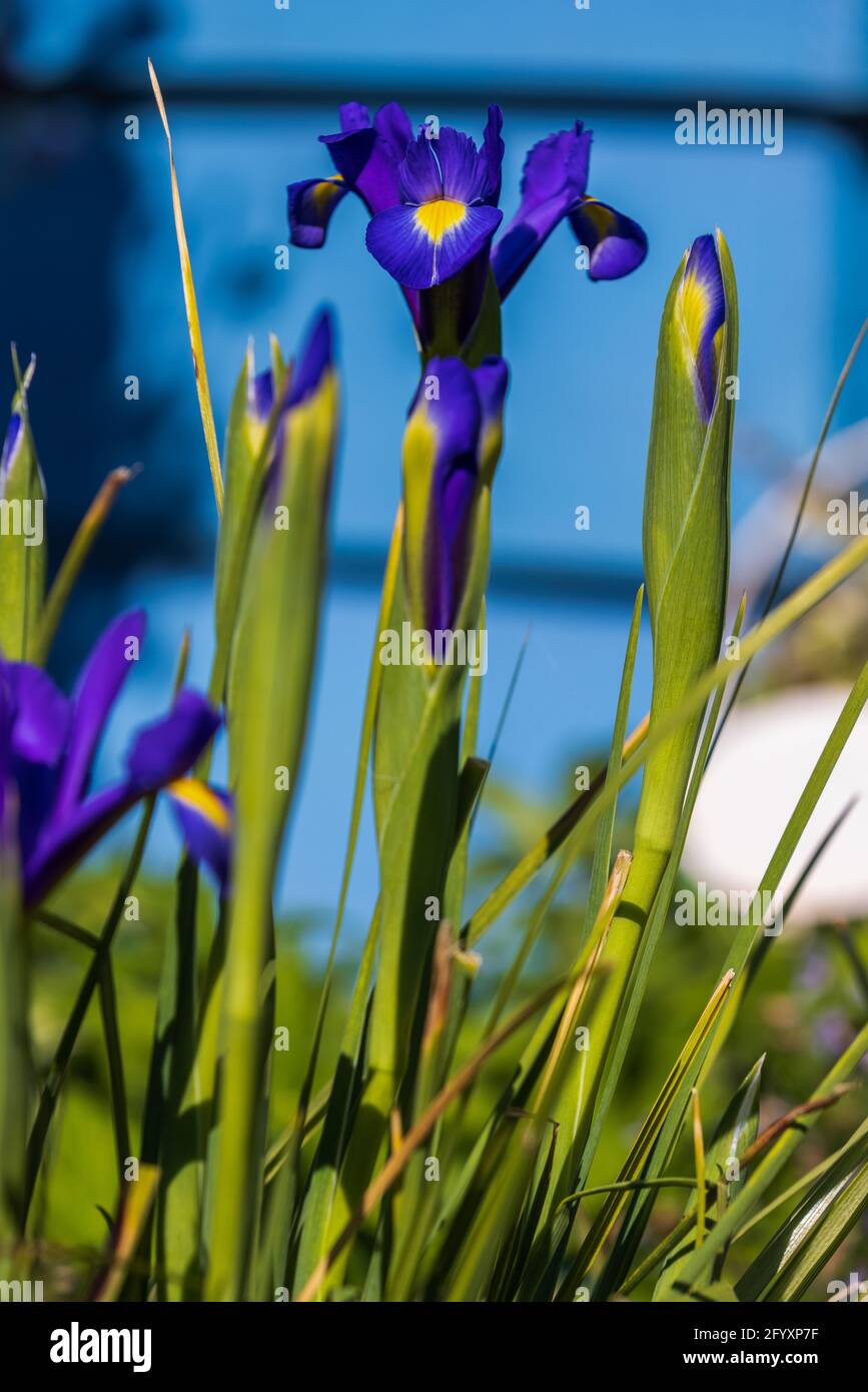 Dutch iris iris x hollandica hi-res stock photography and images - Alamy