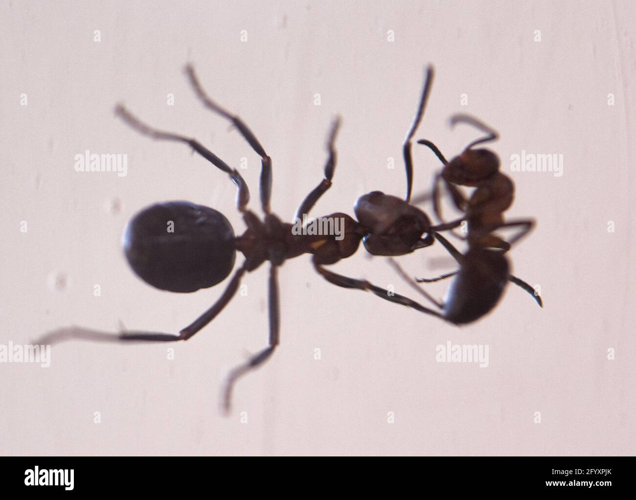 Ant carrying another ant hi-res stock photography and images - Alamy