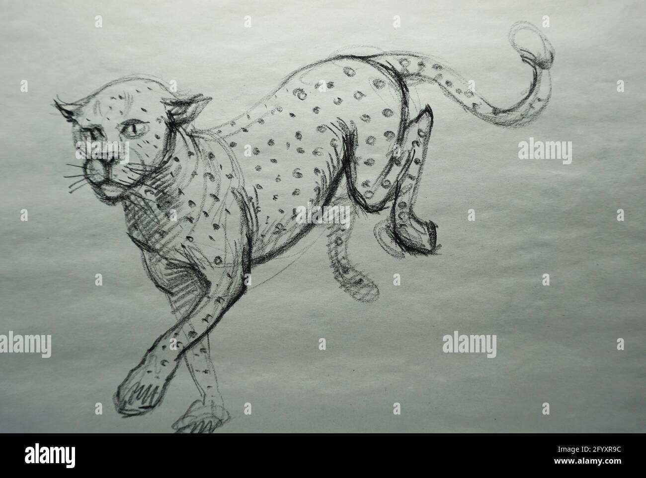 Tiger face drawing hi-res stock photography and images - Alamy