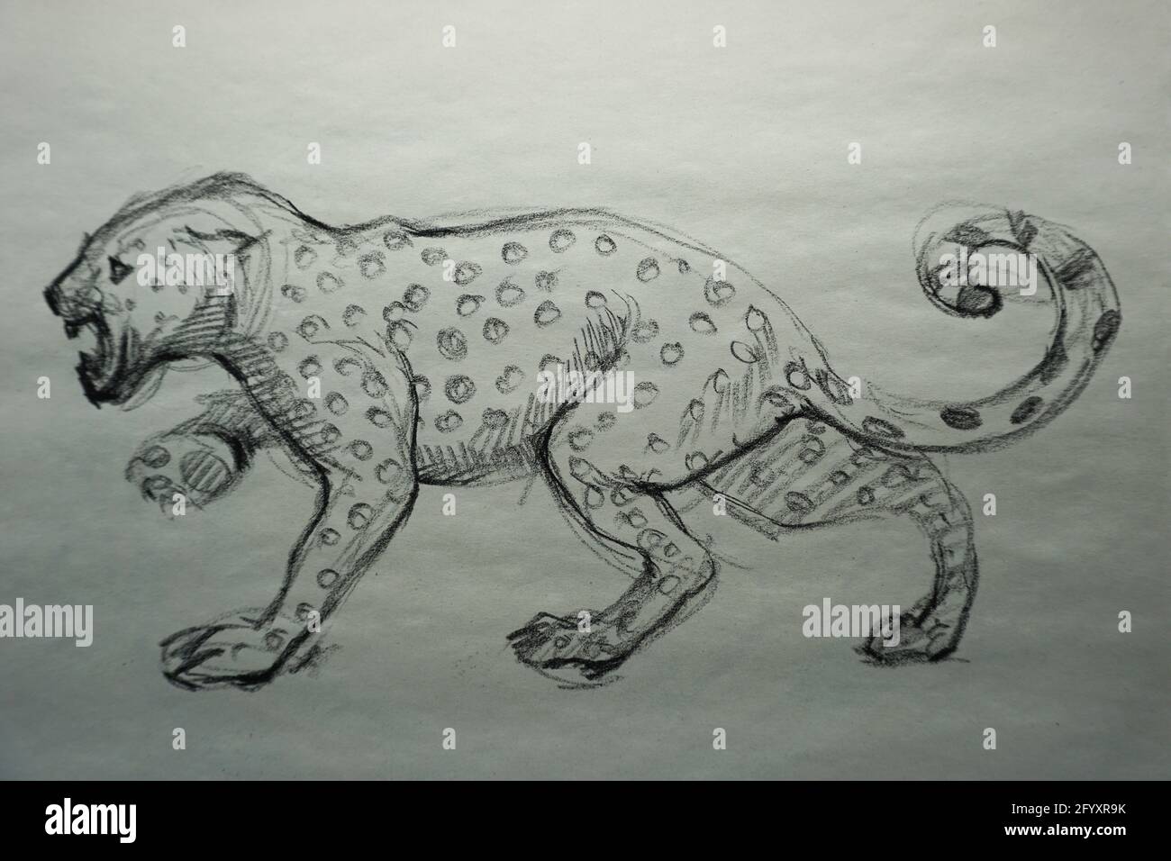 Tiger face drawing hi-res stock photography and images - Alamy