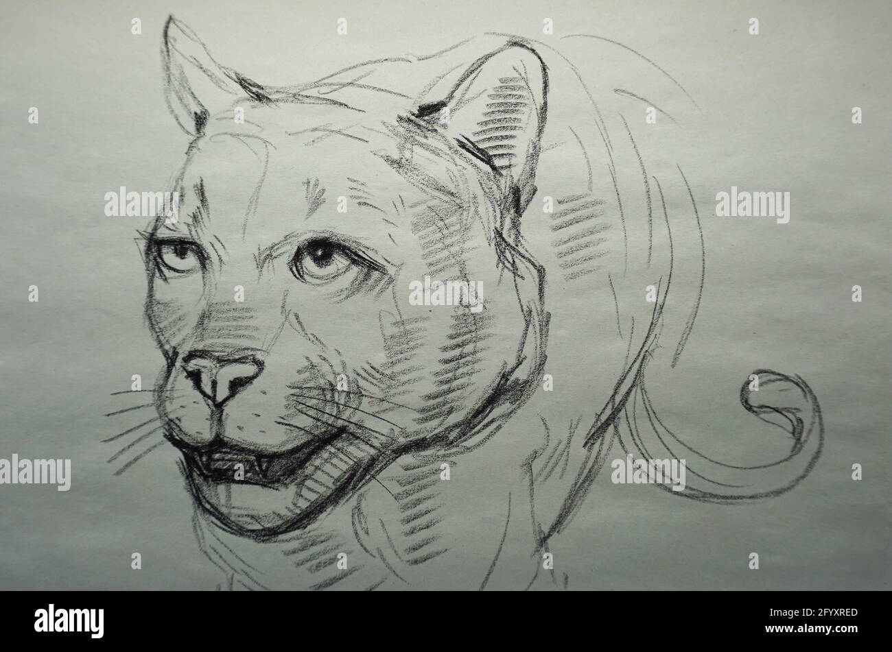Puma Pencil Drawing