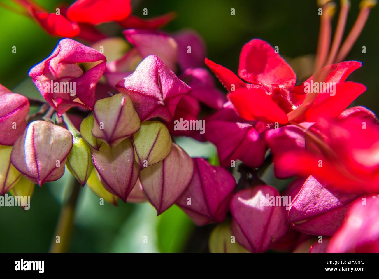 A closeup shot of beautiful Colombia flowers in a garden Stock Photo ...