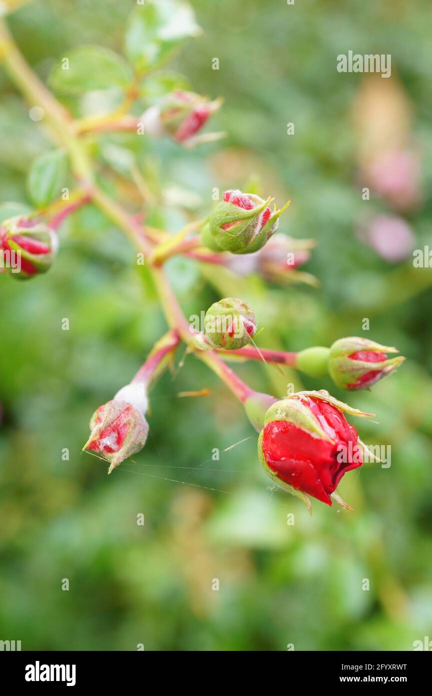 A vertical shot of little red roses in a botanical garden Stock Photo ...