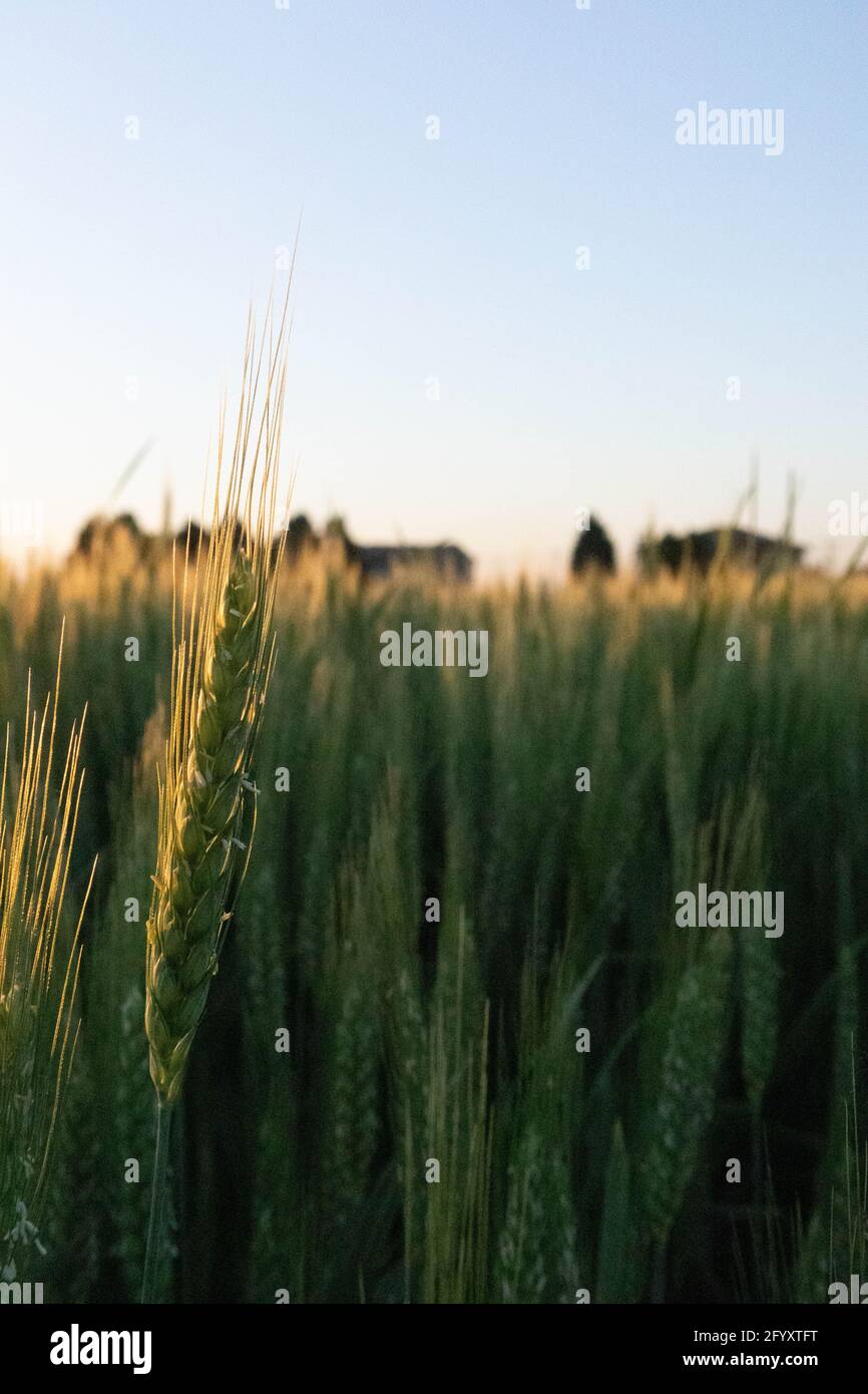 Italian field uniform hi-res stock photography and images - Alamy