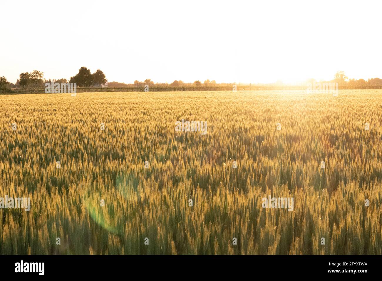 Italian field uniform hi-res stock photography and images - Alamy