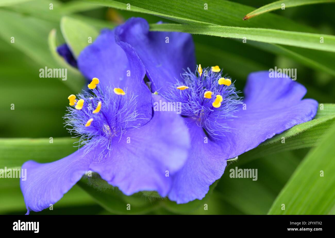 A closeup of purple spiderwort flower blooms Stock Photo - Alamy