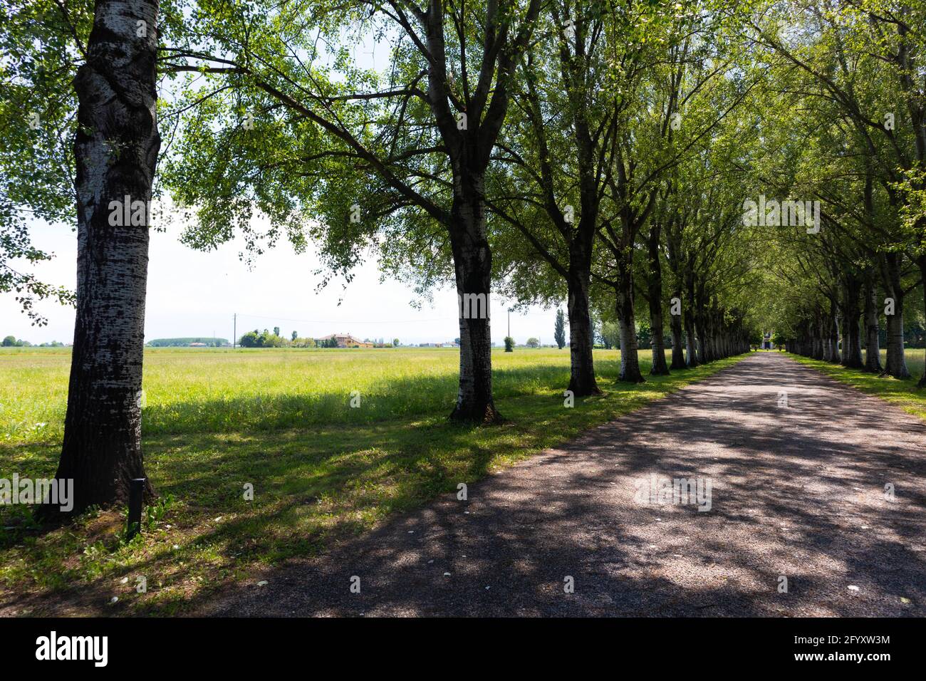 Rural road marked by trees in parallel rows in the middle of fields of ...
