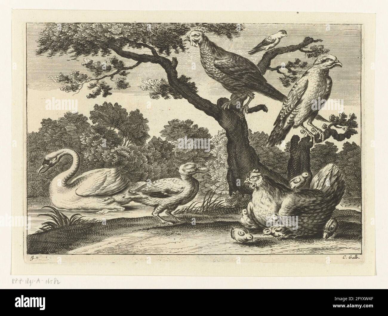 Chicks diversarum avium species hi-res stock photography and images - Alamy