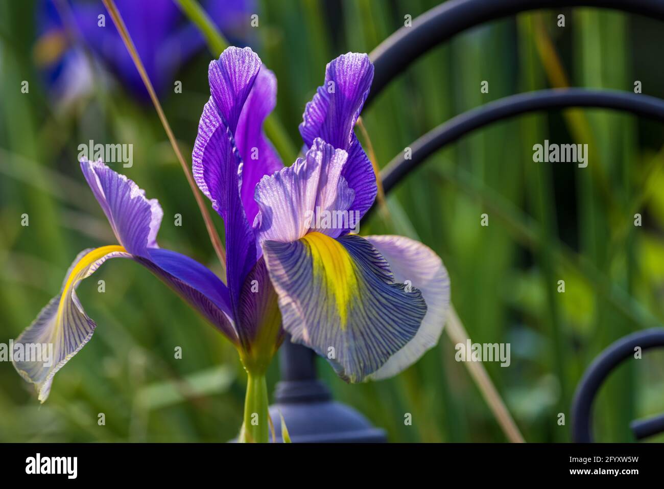 Iris Sapphire Beauty (Dutch Iris Stock Photo - Alamy