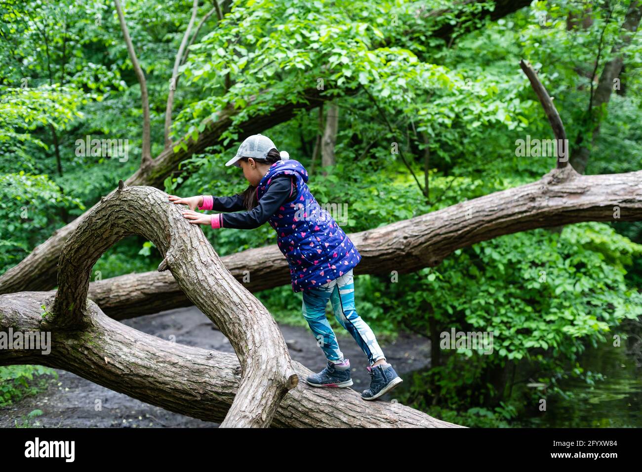 Child climbing tree oak hi-res stock photography and images - Alamy