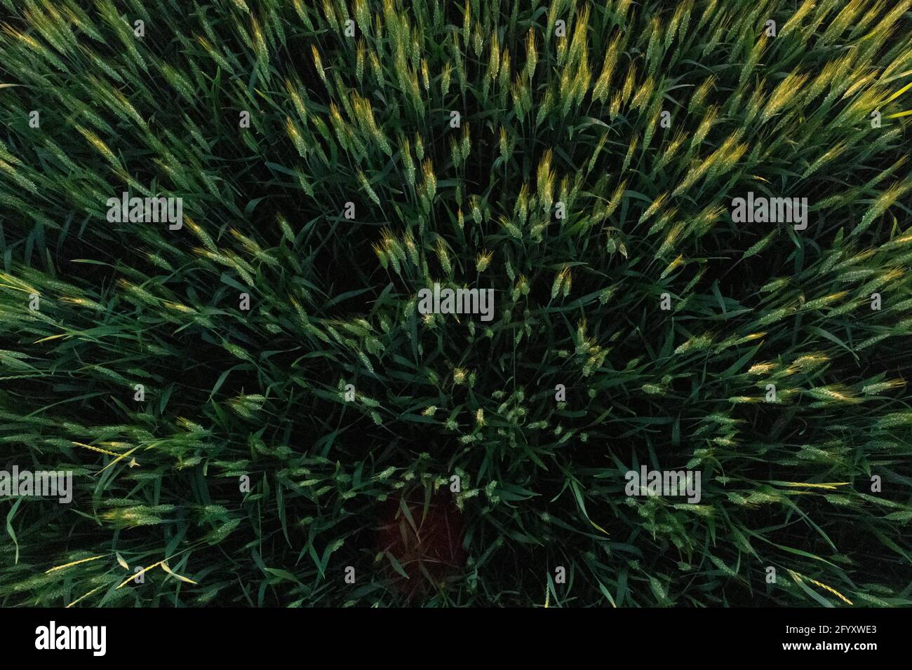 Italian cultivation field of wheat ceral at sunset Stock Photo - Alamy