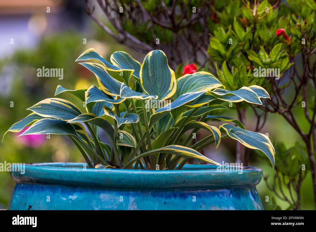 Hosta 'First Frost' Plantain Lily Stock Photo - Alamy